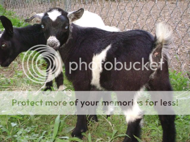 Goat people: Abscess busted, pus flowing. UPDATE no more pus | Page 3 ...