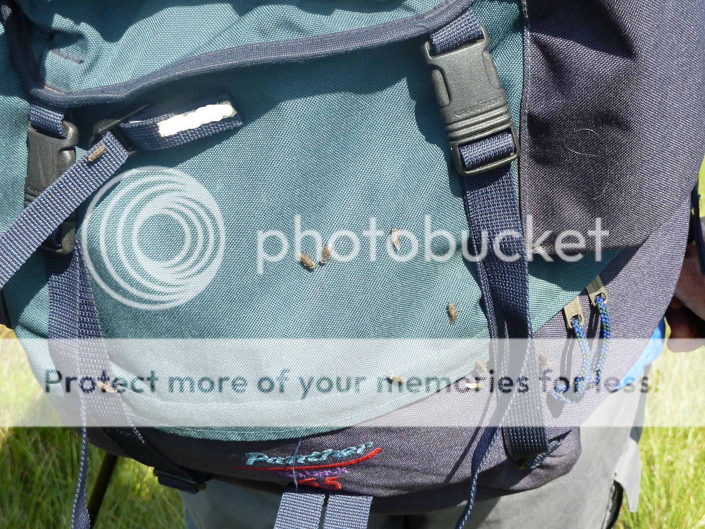 View topic - Midge Watch 2016 • Walkhighlands